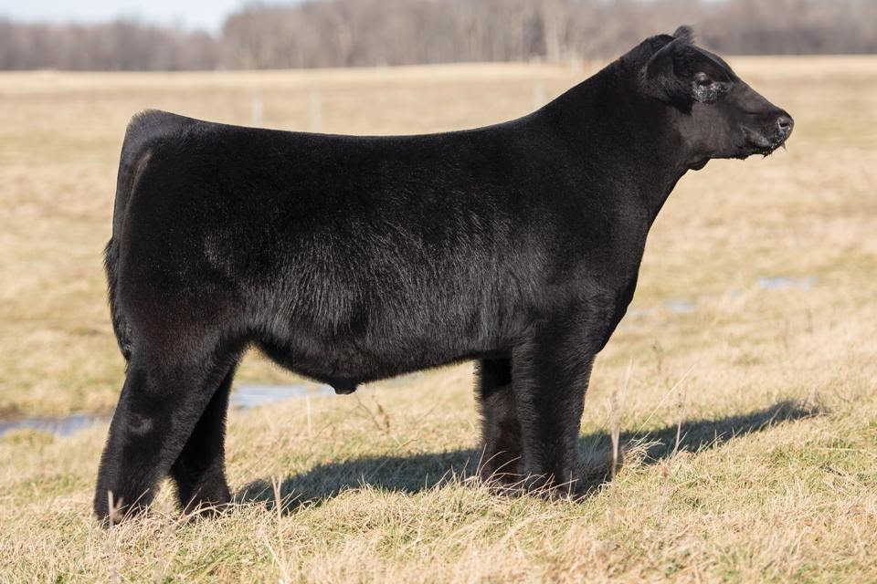 MITTAG Blog: From Nick Schroeder | Holmes Show Cattle | Lot 26 Sells ...
