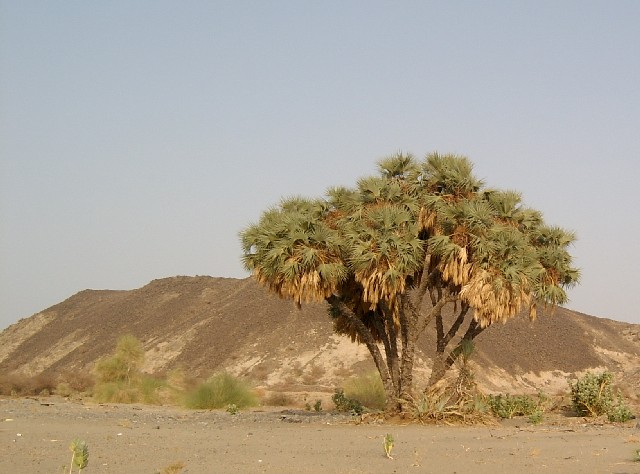 Articles sur l'Egypte et son histoire - Documentaries about Egypt and ...