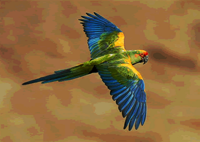 Adolfo Mendoza Leigue: Cámara Alta declara Patrimonio Natural del ...