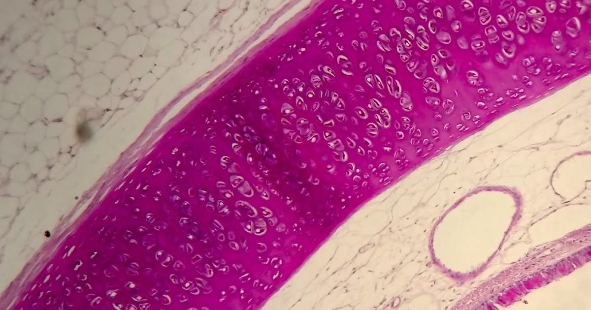 Manual interactivo de tejido conectivo: Cartílago hialino en Tráquea