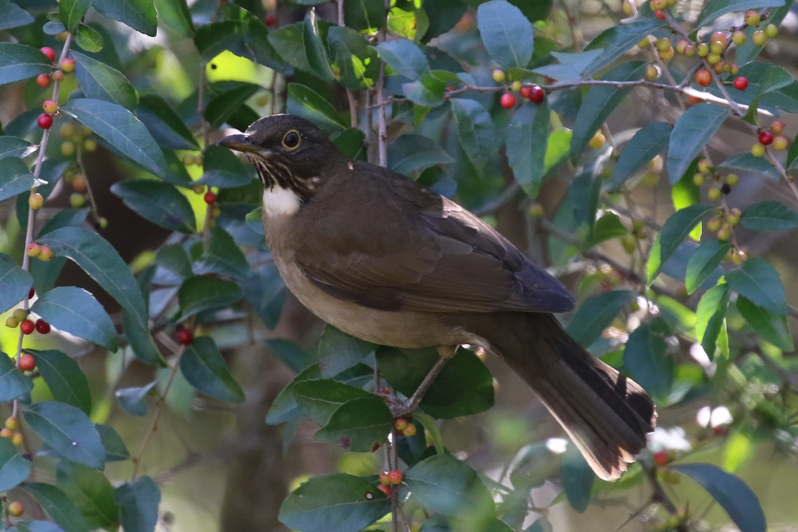 Antshrike's Bird Blog: A couple of good RGV birds, 2/7/15