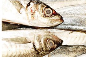 Tipos de Peces Chilenos: PECES DE CHILE: