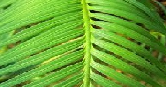 FISIOLOGI KELAPA SAWIT