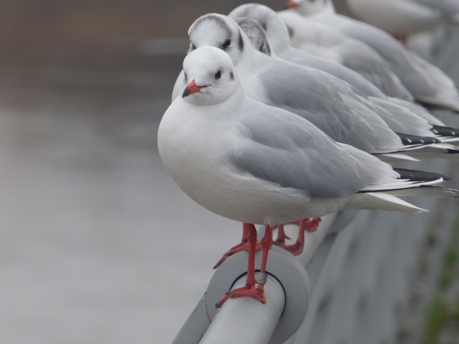 Valley Naturalist: Baltic birds
