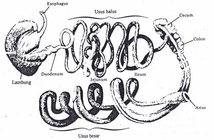 Sistem Pencernaan Babi (Pig's Digestive System)