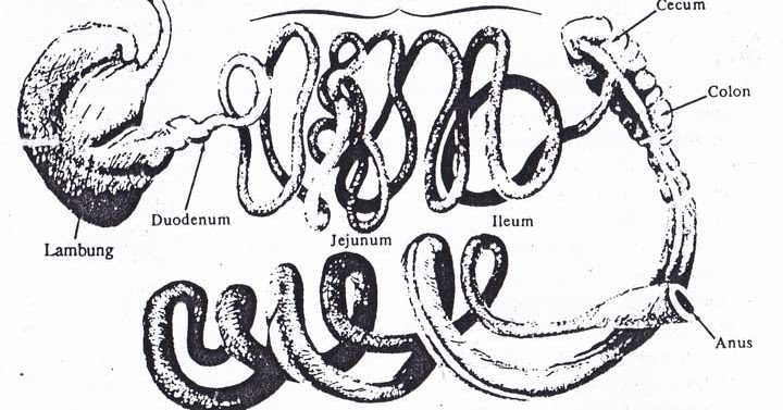 Sistem Pencernaan Babi (Pig's Digestive System)
