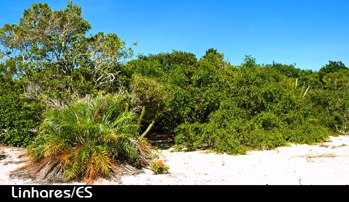 BIBOCA AMBIENTAL : MATA DE RESTINGA