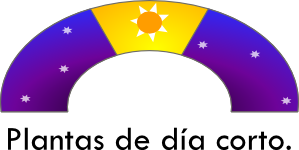 Fotomorfogénesis: fotoperíodo y fotoperiodicidad