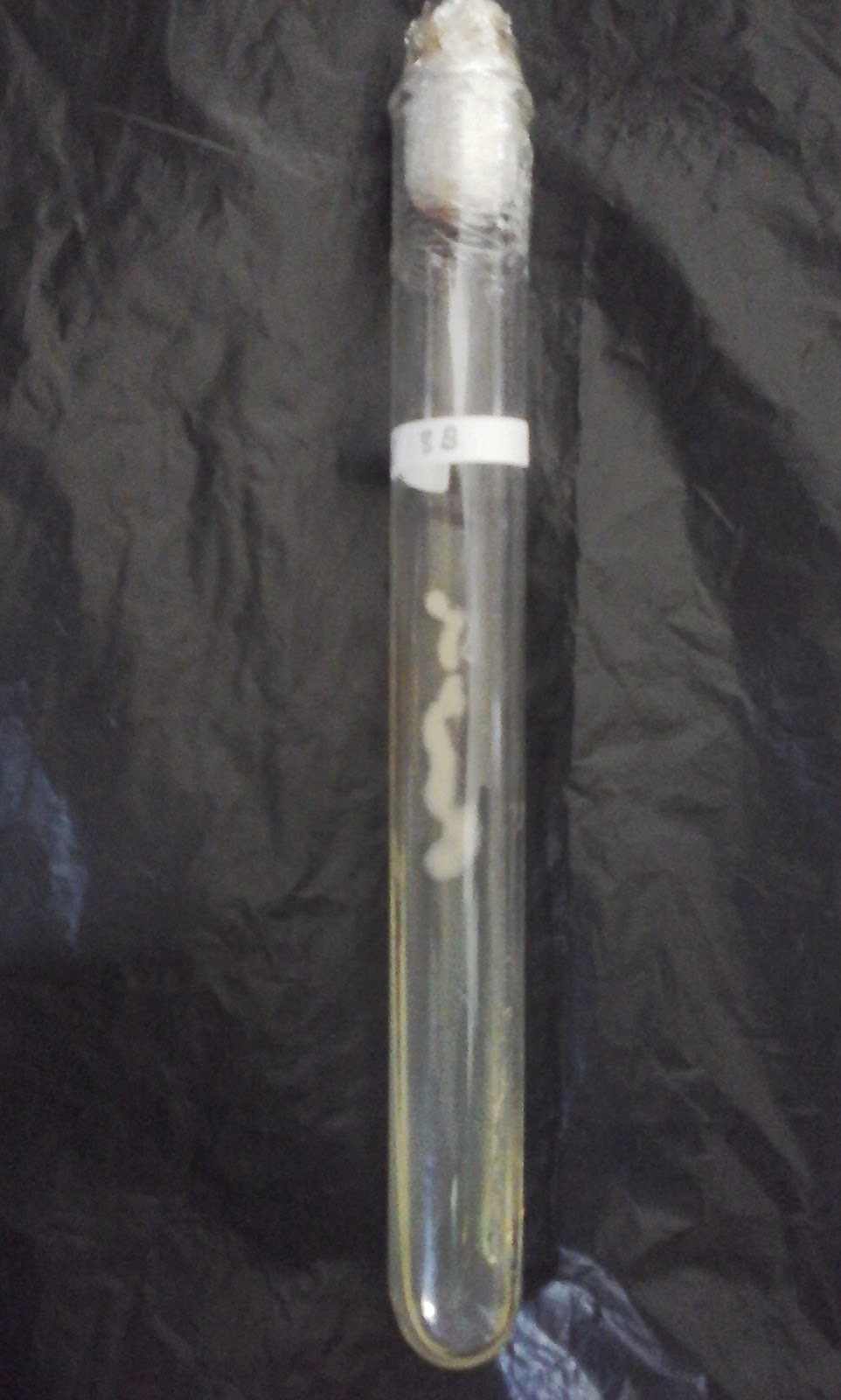 Materi Biologi: Jurnal Mikrobiologi Tentang Morfologi Dan Inokulasi ...