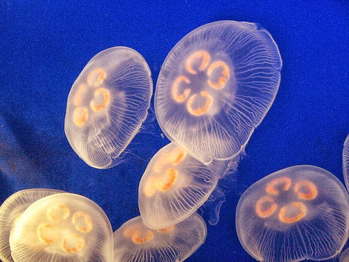 ORA 3: 15/10/13 - SURFING Keel Bay, Achill