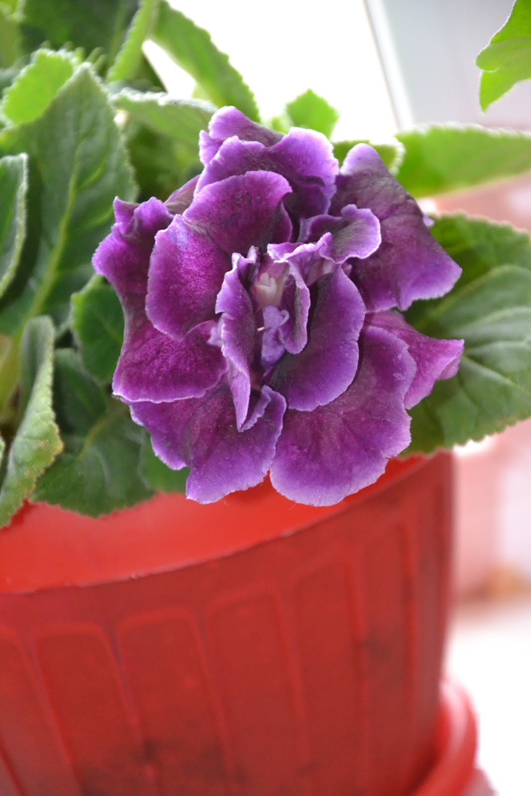 Flori de apartament-ingrijire