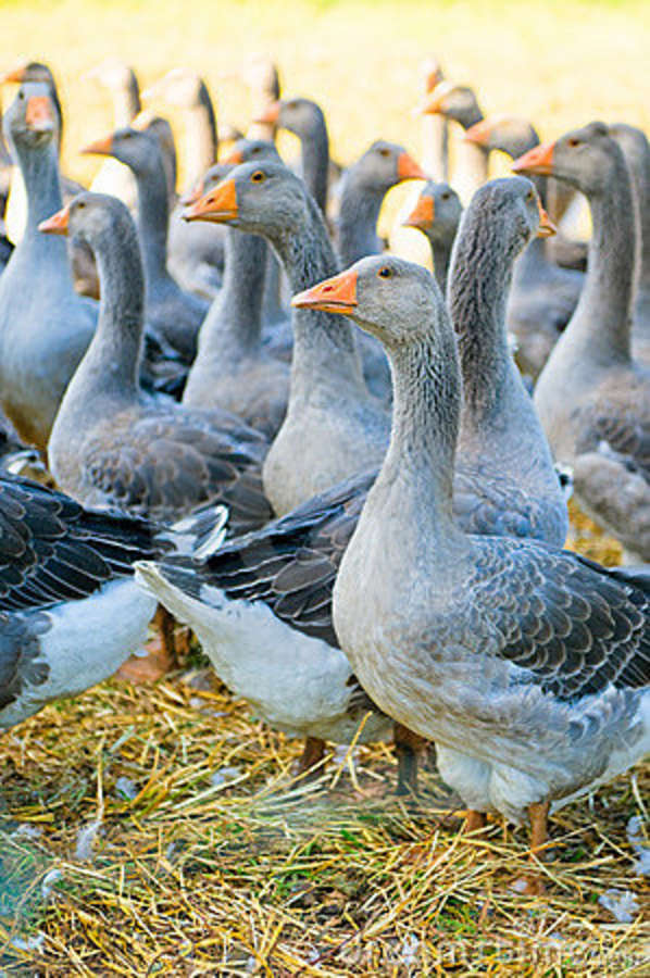 Blue Perigord Geese: - cuteanimalsworld