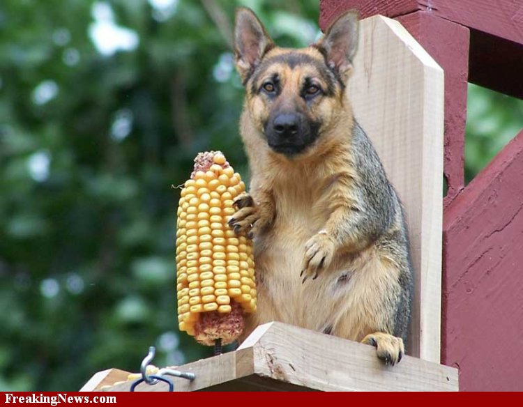 Green Monkey Tales: SQUABBIT