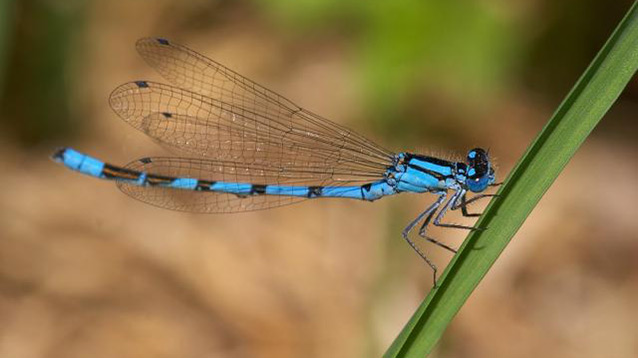 Damselfly - Insects World
