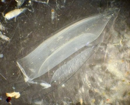 Artes de Pesca: LOS SIPHONOPHORA