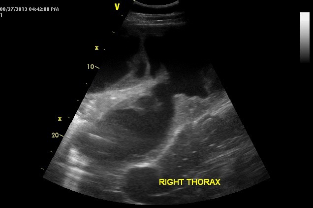 Teknik Operasi Thoracocentesis pada Hewan (Bedah Thoraks) - Mydokterhewan