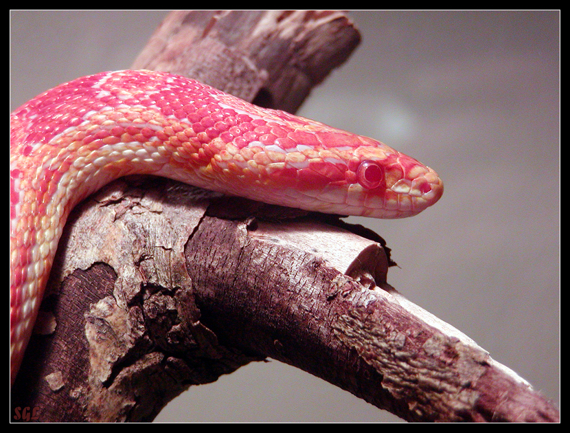 Our Beautiful World: Beautiful red snakes