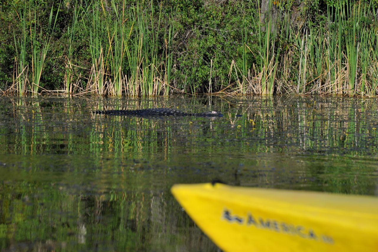 crazy little thing called blog: Kayaking with Alligators, Turner River ...