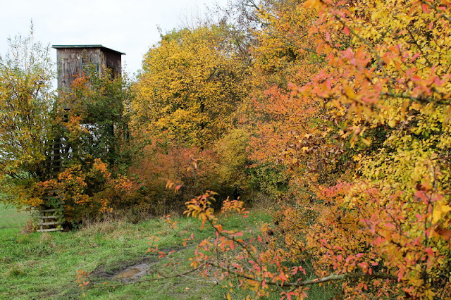mano's welt: herbst im elm