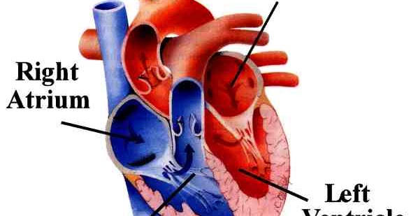 Systems of...: 4.- The Circulatory System - Organs And Functions
