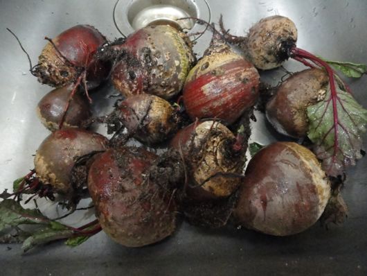 Preserving food in a traditional way - pickling beetroot | down to earth