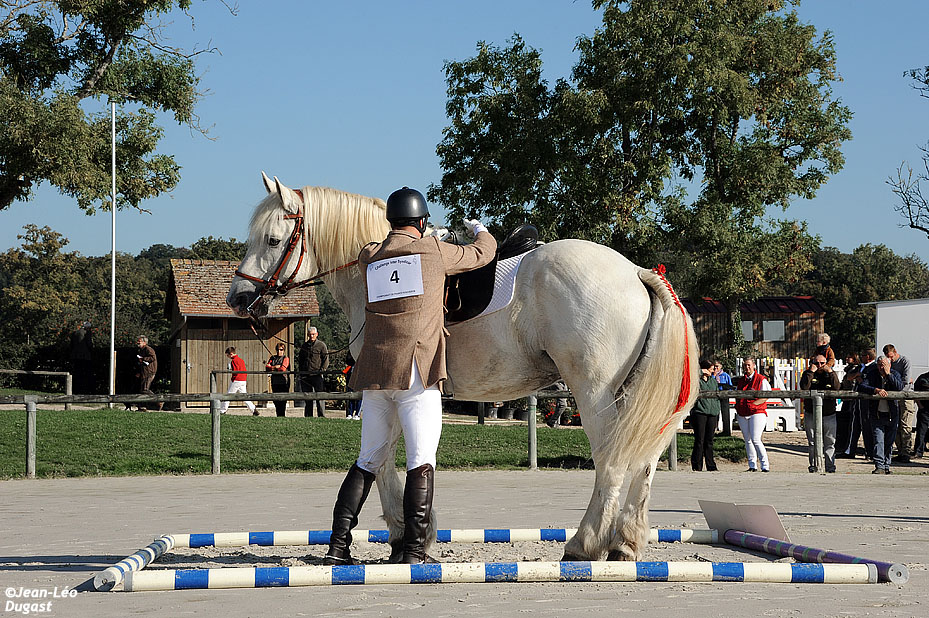 Percheron International: Images "National"