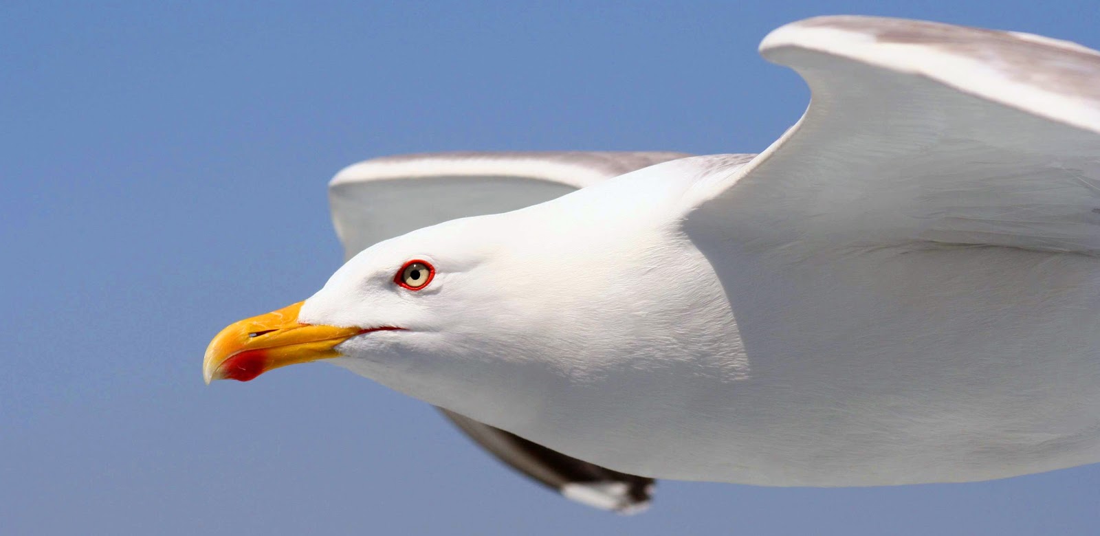 Gaviotas wallpapers HD