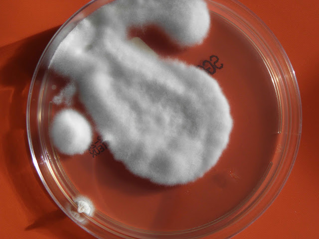 ATLAS MICOLOGIA: TRICHOPHYTON INTERDIGITALE