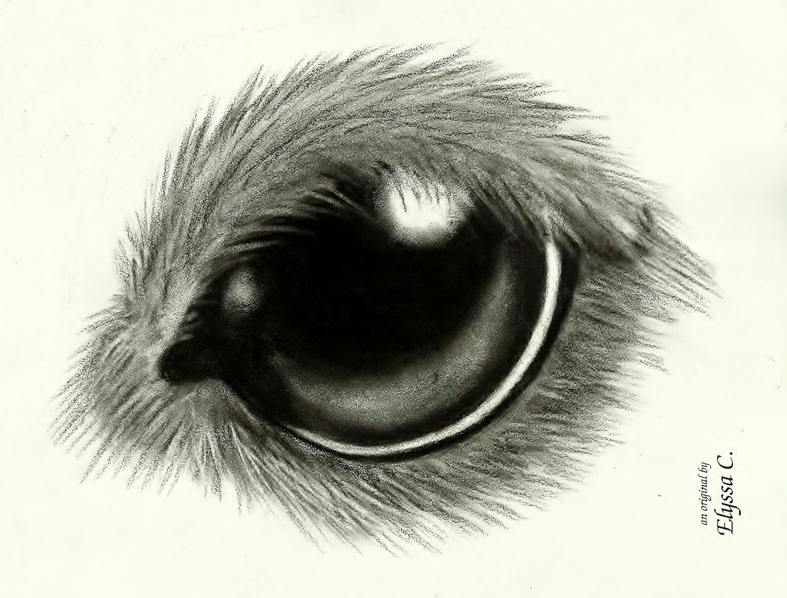 Holey Knees and Dragonflies: February 2013