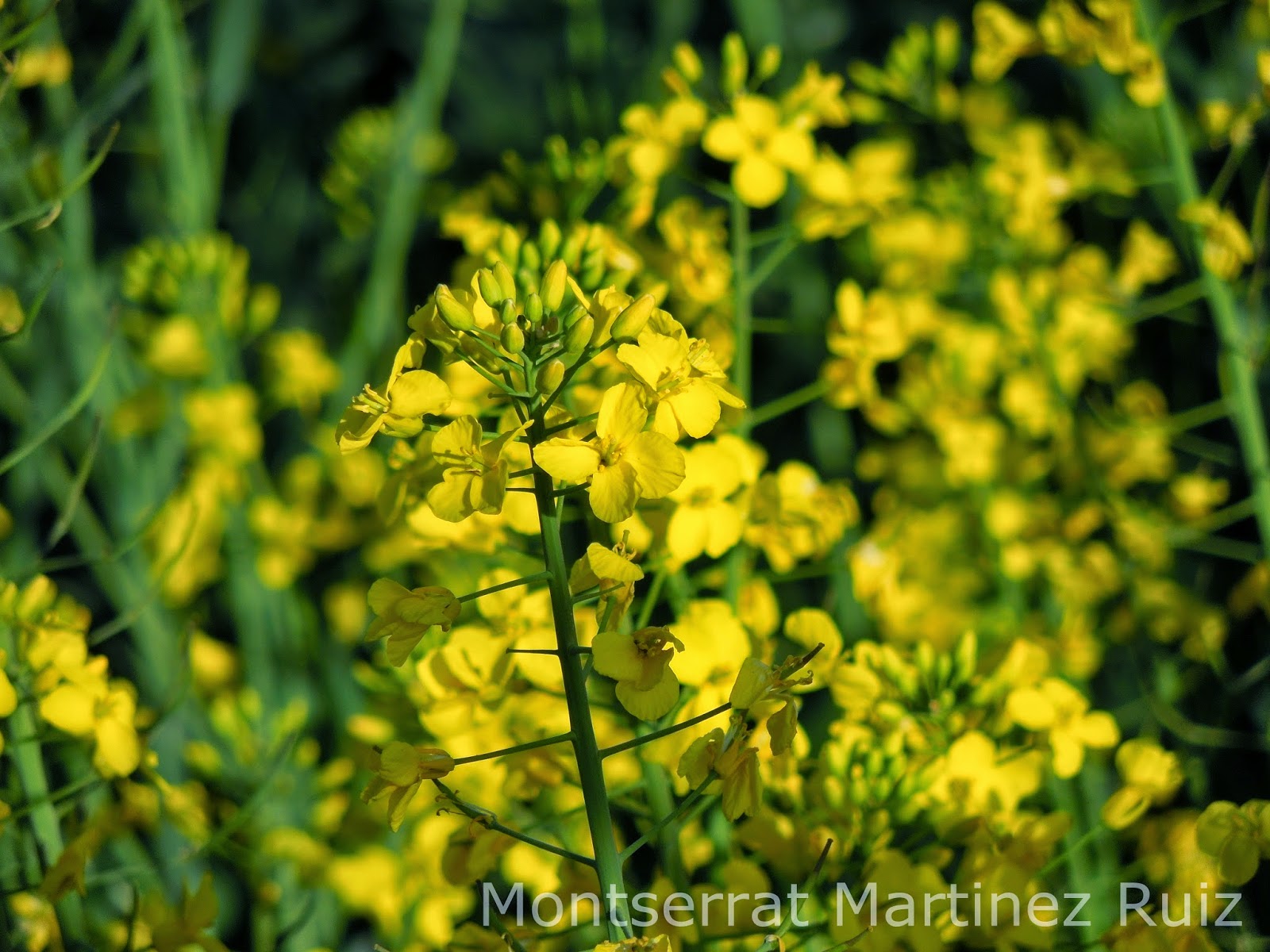COLZA - BOTÀNIC SERRAT