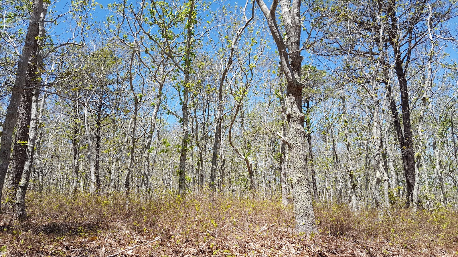 WSDA AgBriefs: Gypsy moth caterpillar spraying - what to expect