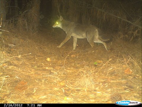 Backyard Beasts: Orlando, Florida coyotes