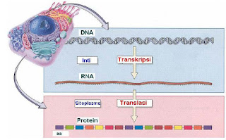 Urutan Tahapan Proses Sintesis Protein Dan Pengertian Sintesis Protein