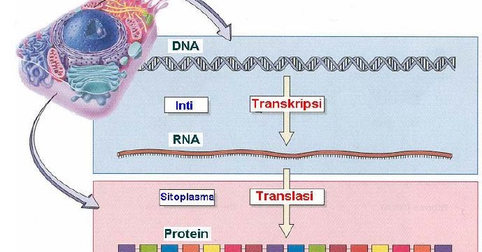 Urutan Tahapan Proses Sintesis Protein Dan Pengertian Sintesis Protein ...