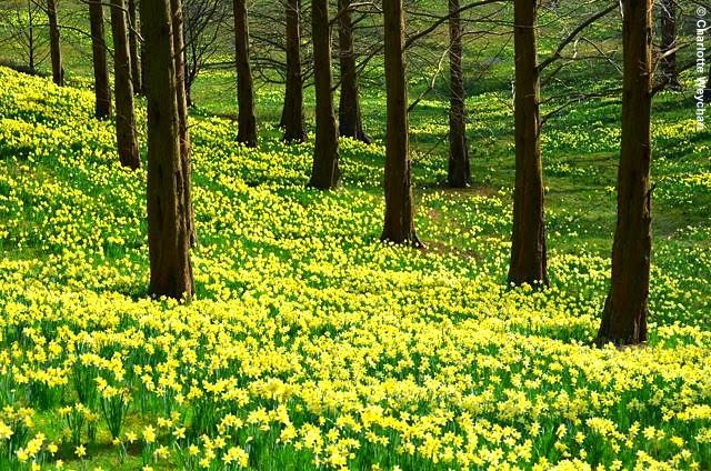 Wander "lonely as a cloud" and enjoy spectacular daffodil displays at ...