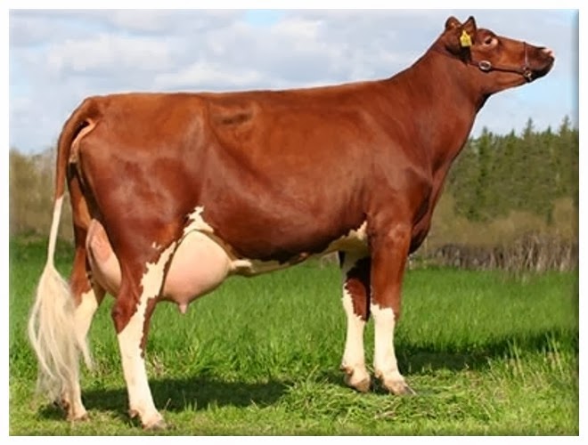 Generalidades de la Ganadería Bovina.: Sueca Rojo y Blanca o SRB