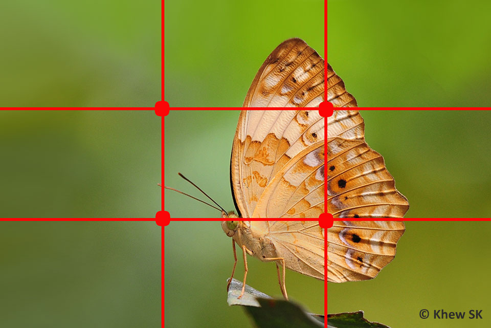 Butterflies of Singapore: 2017 - Looking Back : Part 2