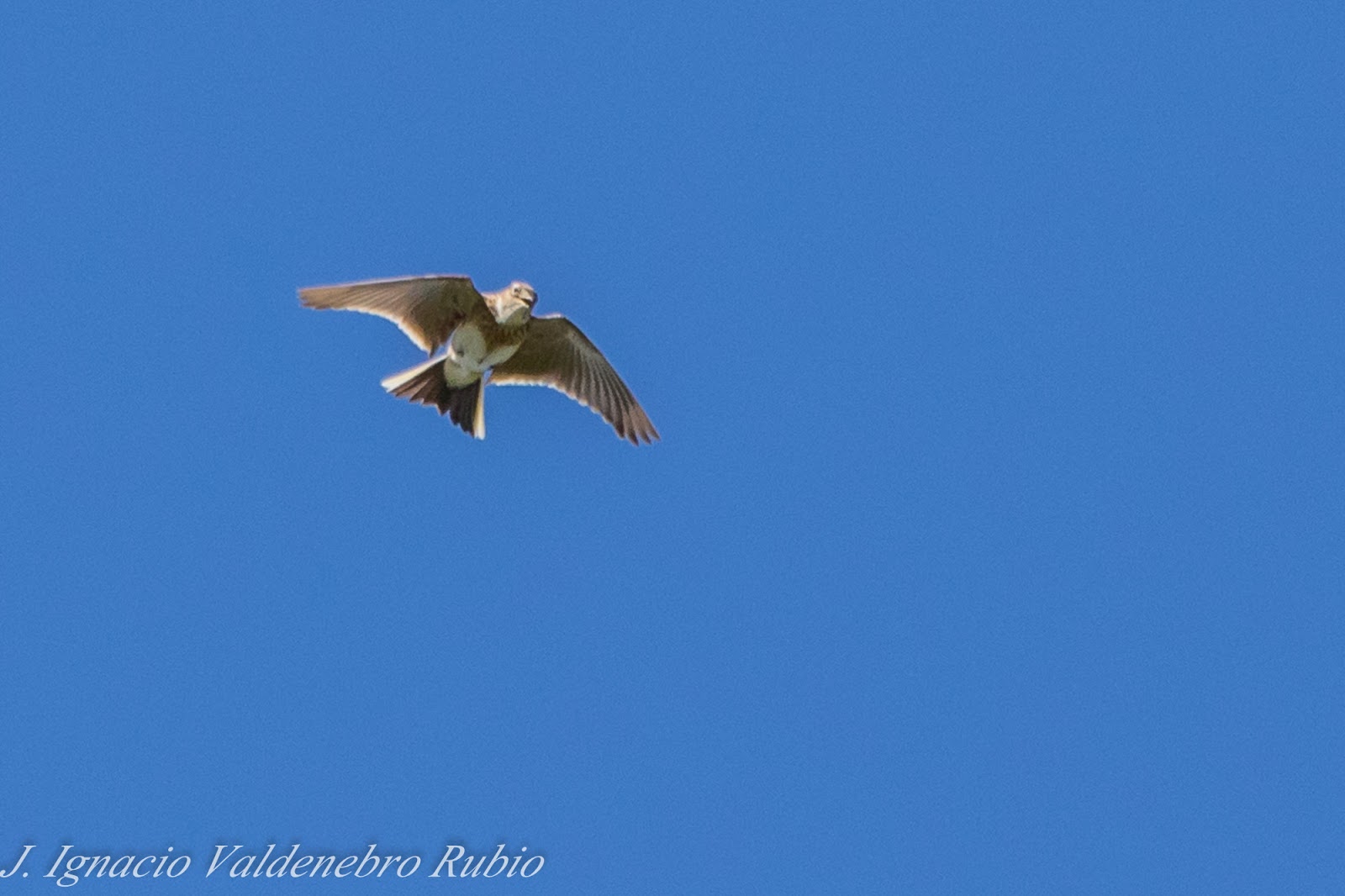 DocNatureBlog: El ave que no para de cantar en sus increíbles ascensos ...