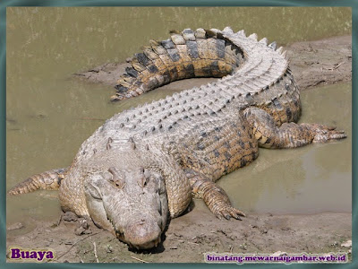 5 Fakta Paling Menarik Tentang Buaya | Nama, Gambar Binatang A-Z