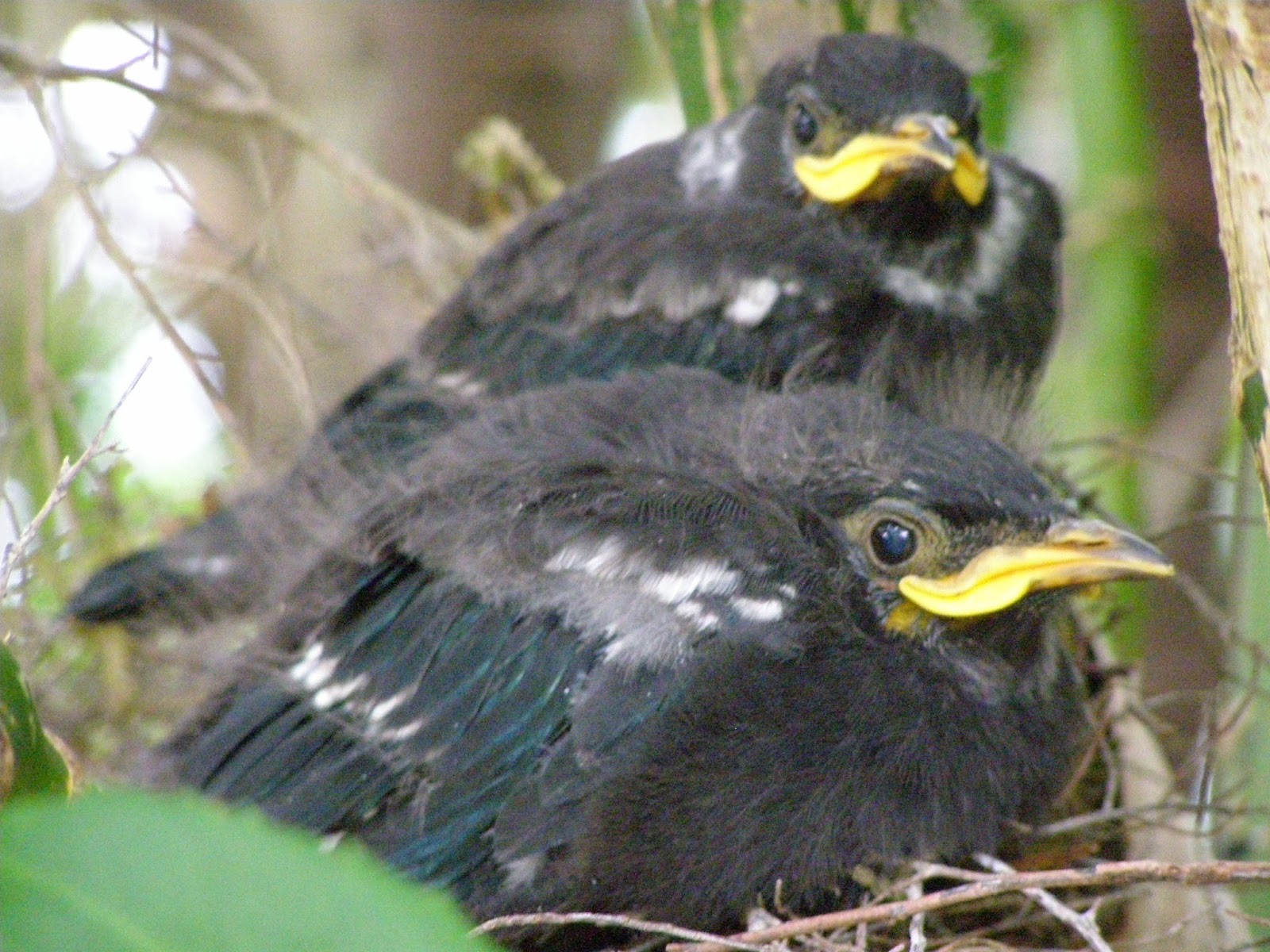 Explore and Discover Nature: Tūī Takeover - tūī chicks growing up in ...