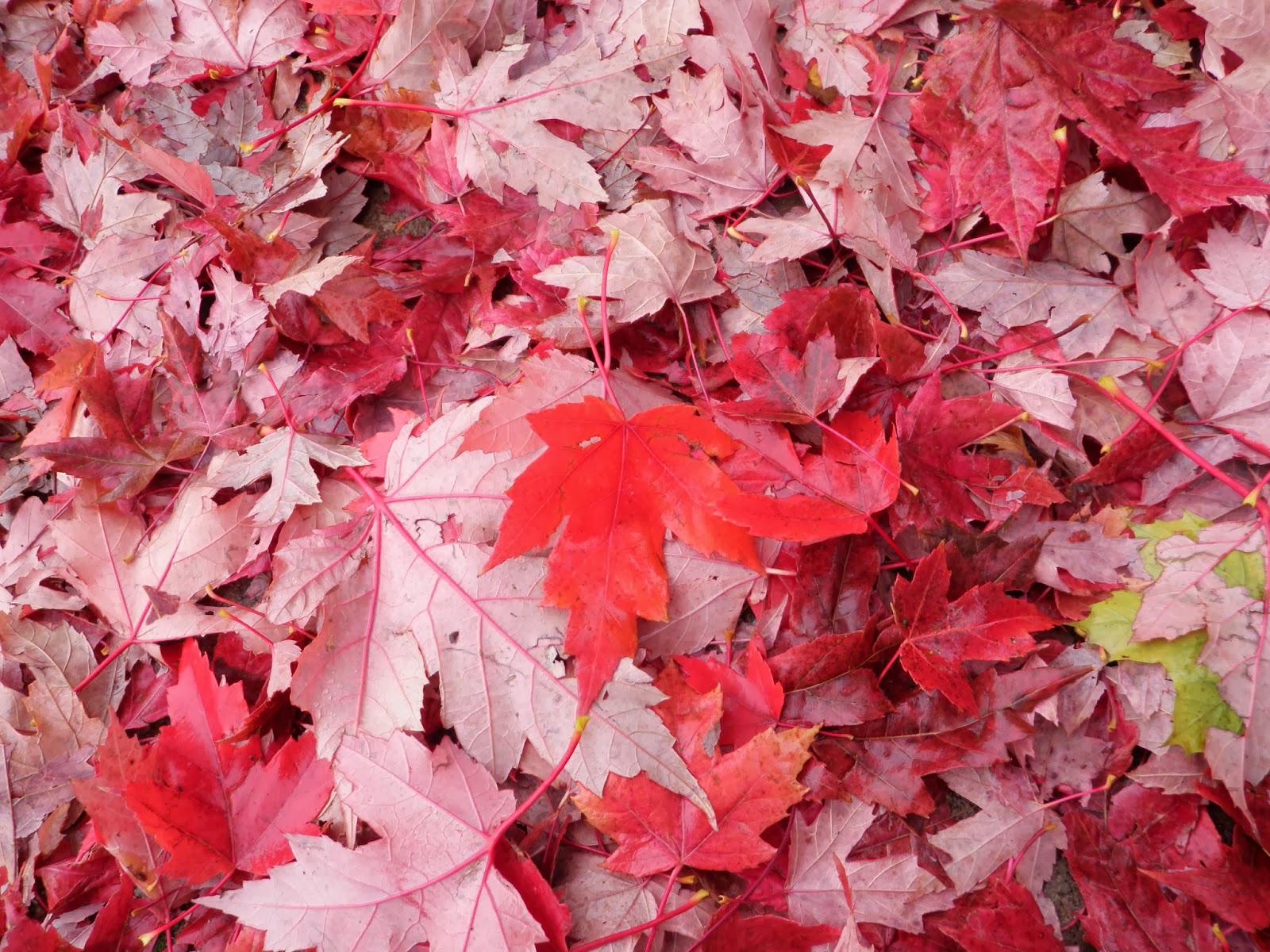 Pacific Northwest Seasons: Fall Colors in the Pacific Northwest