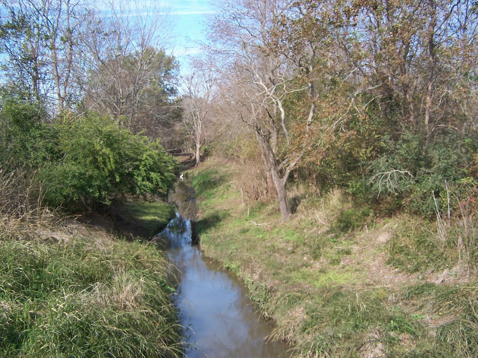 The Nature Dude: hedge-row birding
