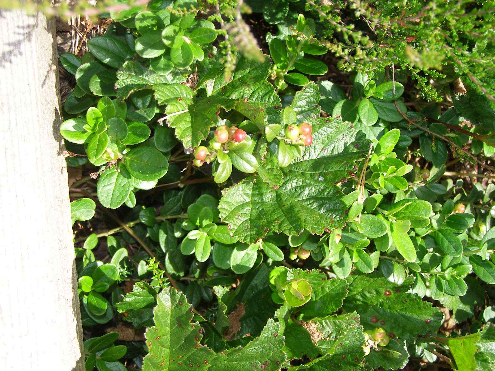 Uz Cenas tīreļa purva takas