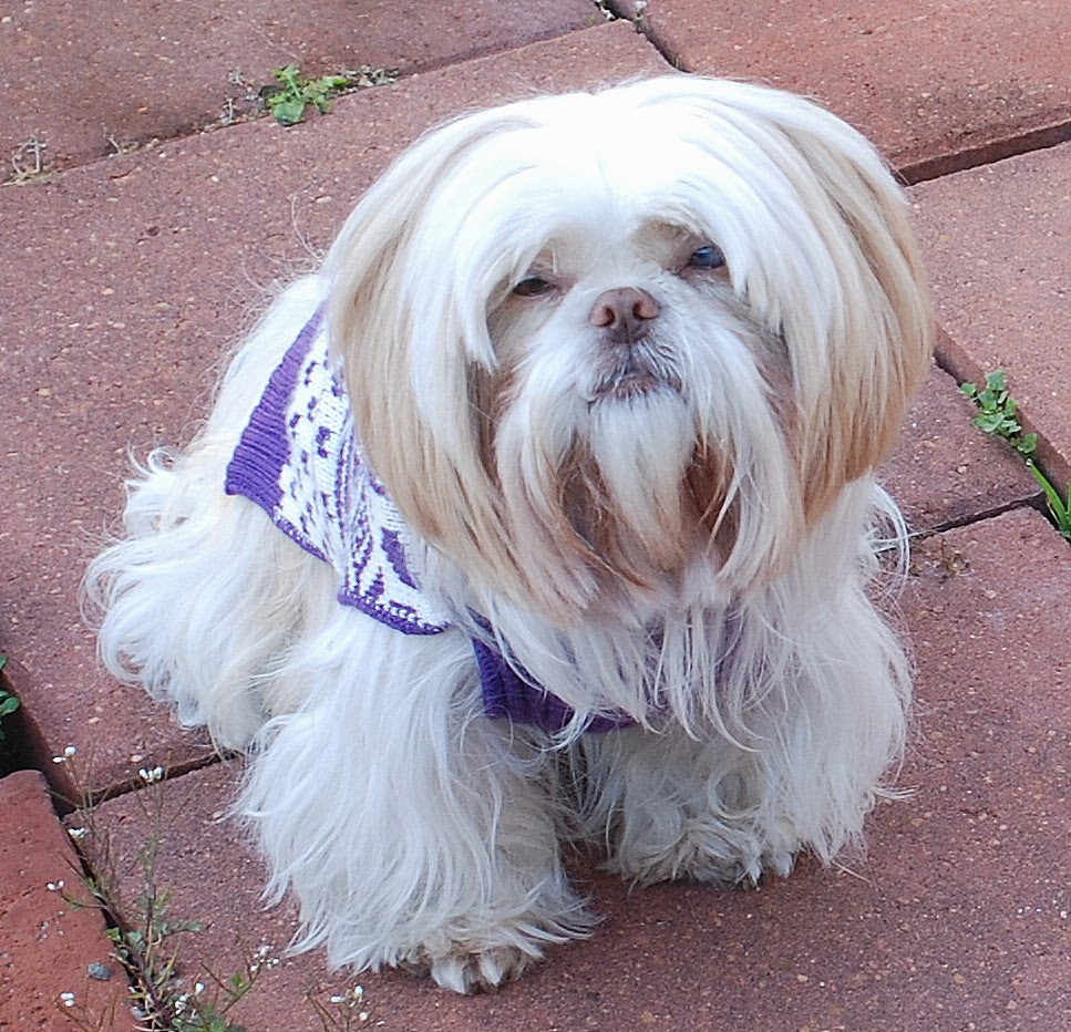 The Adventures of a Shih Tzu: TODAY IS XI SHI QUAN'S 5th BIRTHDAY