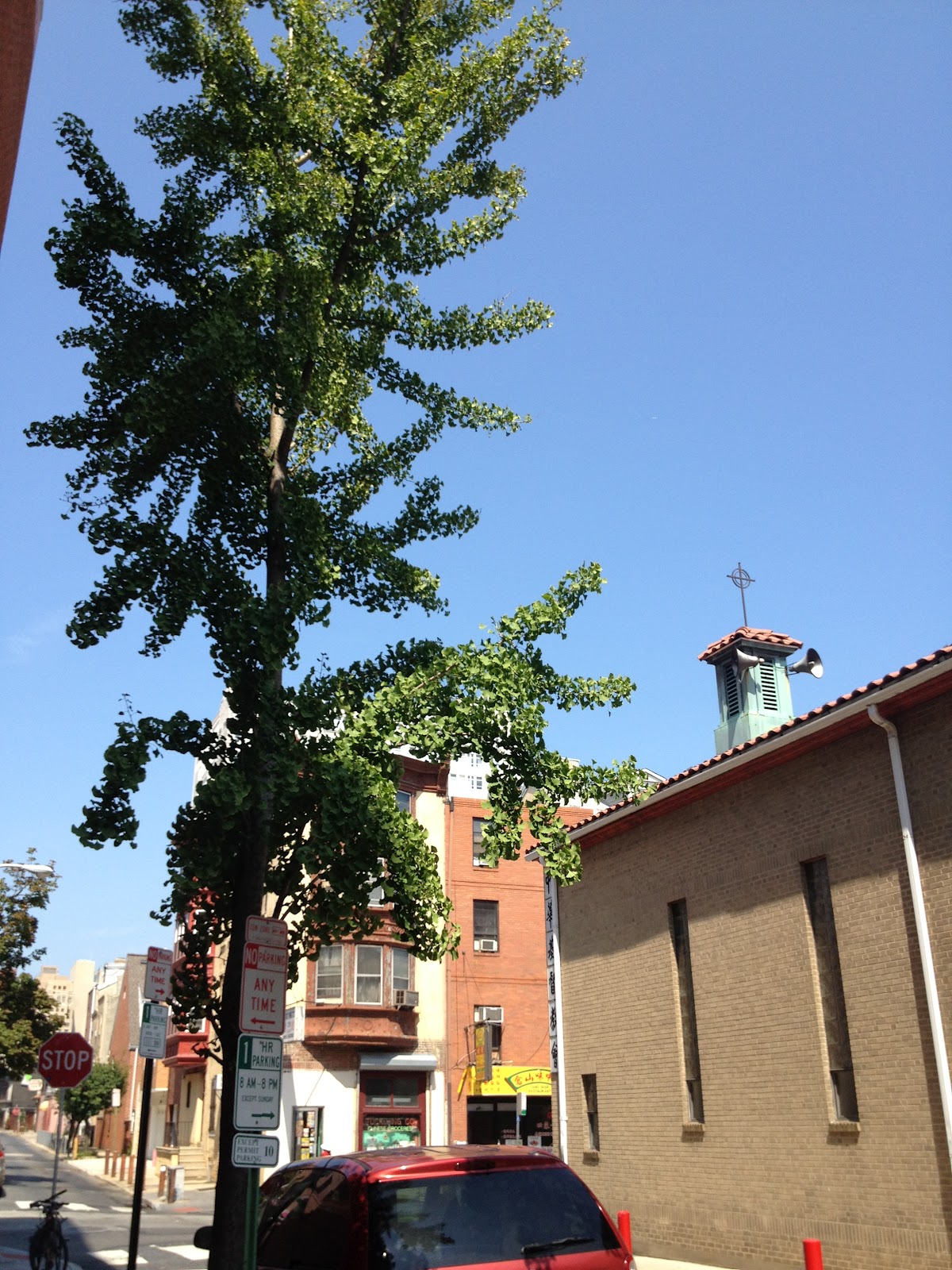 PHILLY TREES: THE SASQUATCH TREE