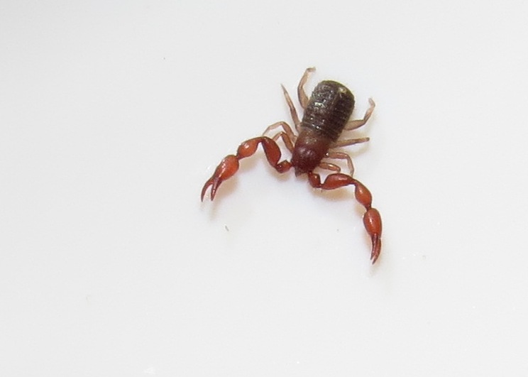 Bug Eric: Pseudoscorpions: The Strangest Arachnids?