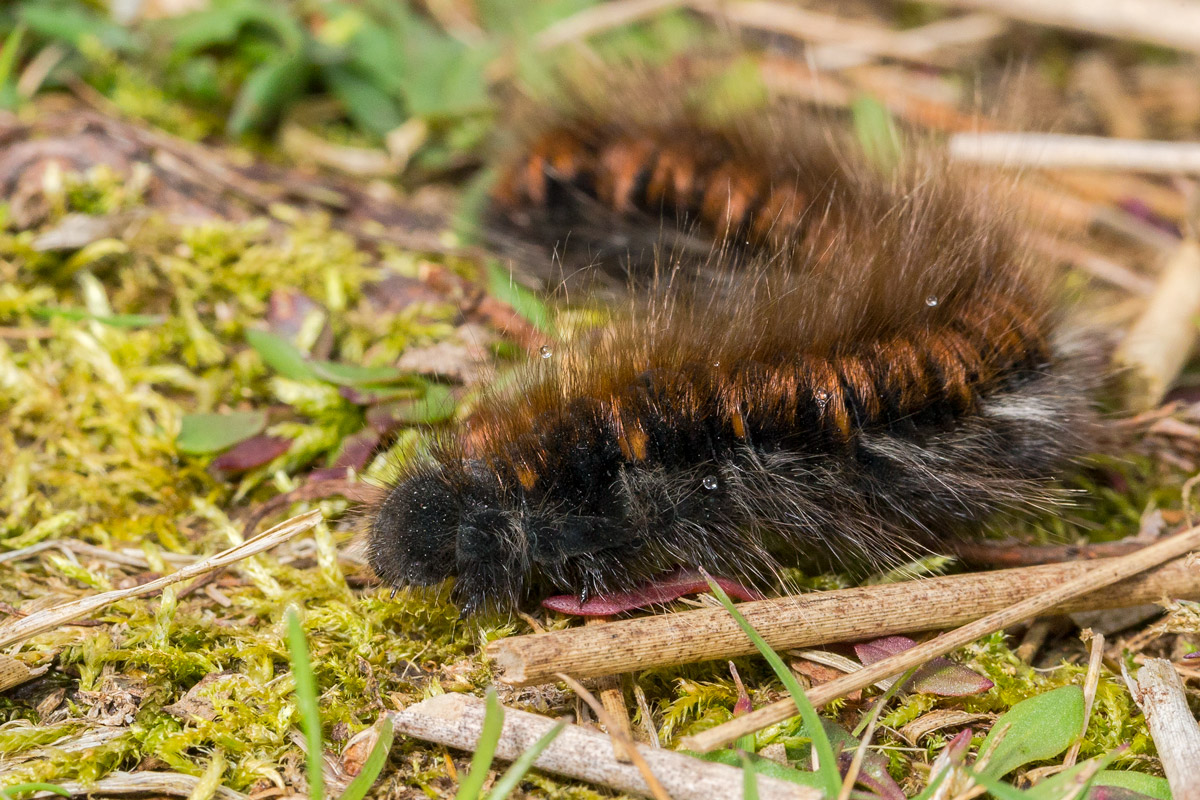 Darley Dale Wildlife: Fox Moth larva - Beeley Moor