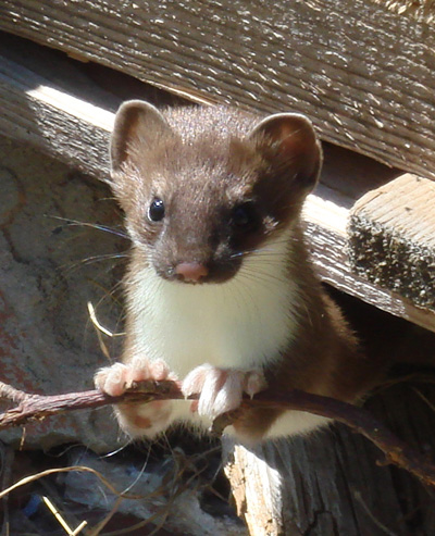 Synapsida: The World of Weasels