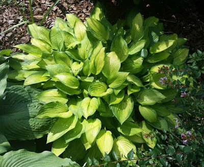 Future Plants by Randy Stewart: Hosta