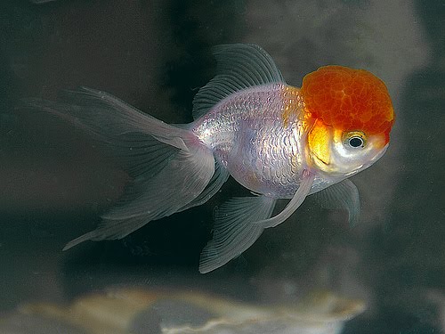 Species of Golden fish | Freshwater, Salt Water Aquarium Fish Tips